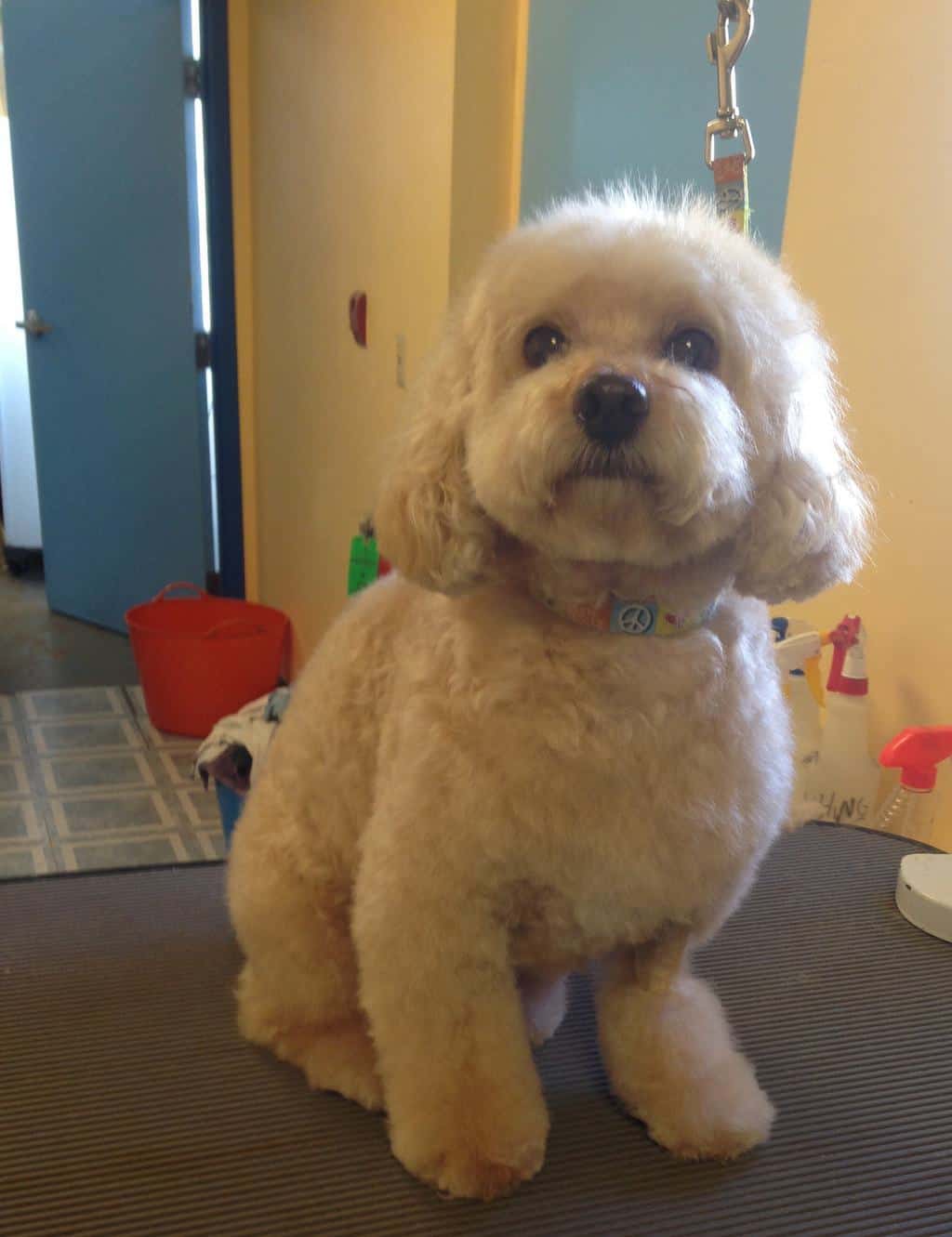 Cockapoo Breed Information | Poodle Mix World