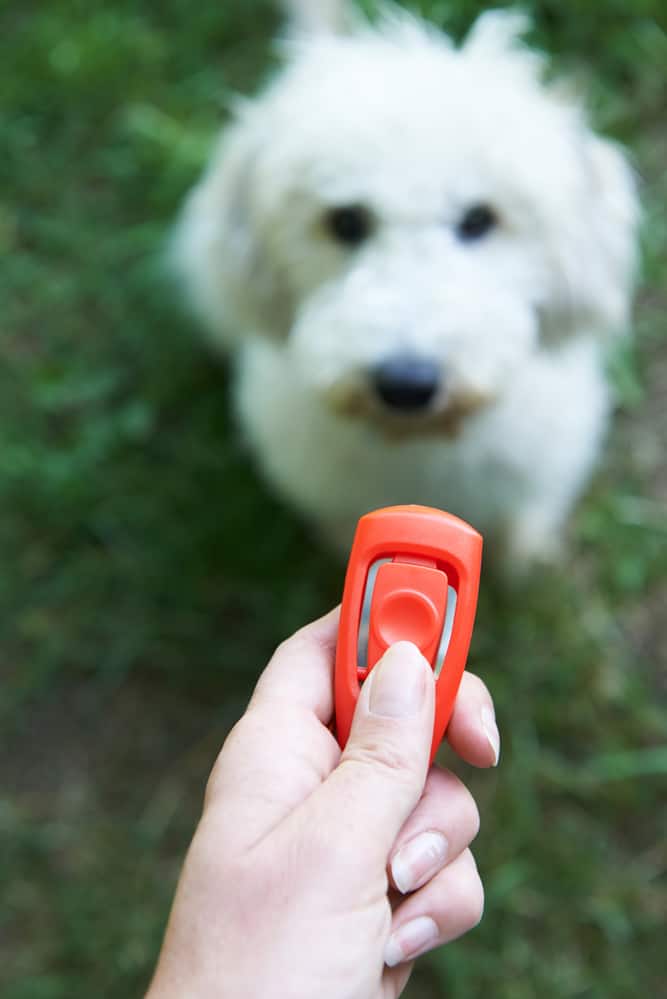 Dog Clicker Training: Beginners Guide to Effective Training