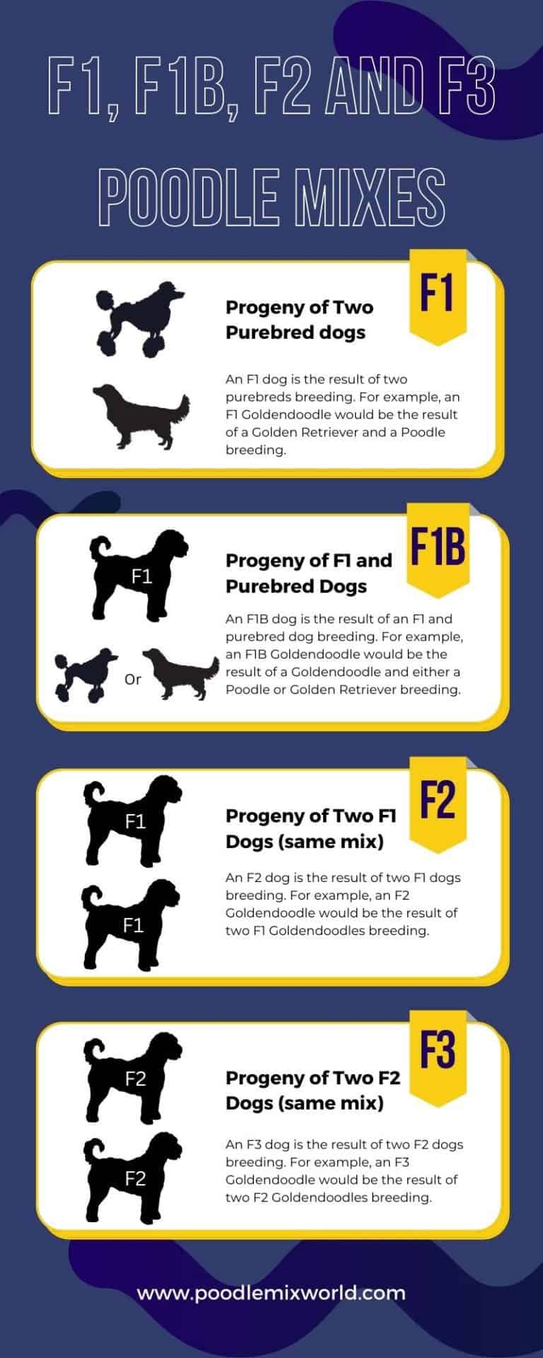 What Does F1, F1b, F2 and F3 Mean in Dog Breeds? - poodlemixworld