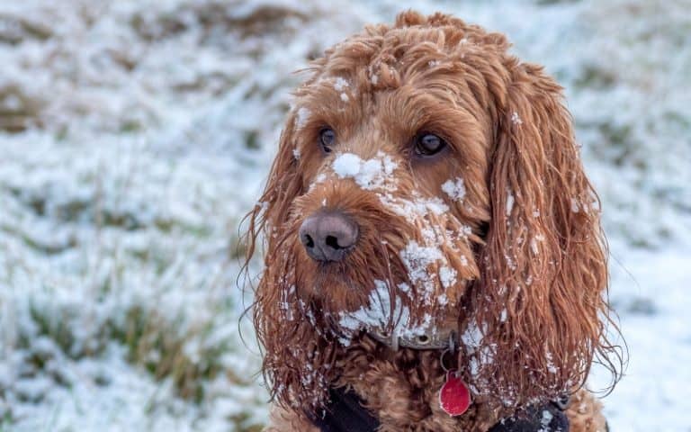 Do Cockapoos Need Coats? - poodlemixworld