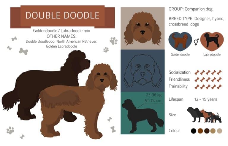 Weighing the Pros and Cons of Double Doodles: What You Need to Know ...