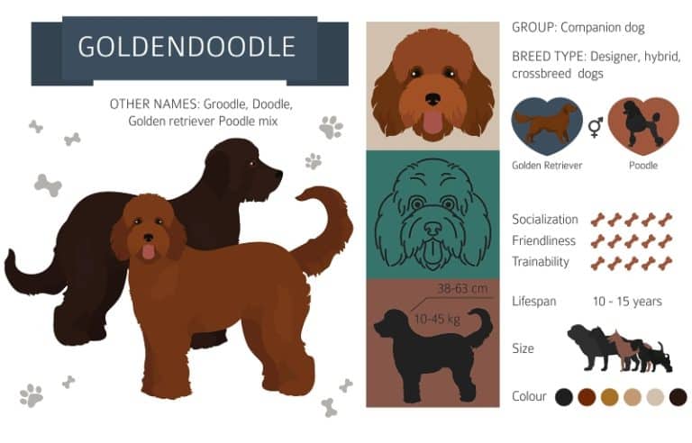 Goldendoodle Life Expectancy - Facts and Tips For A Long Life ...